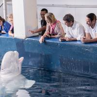 Two beluga whales evacuated to Spain from war-torn Ukraine