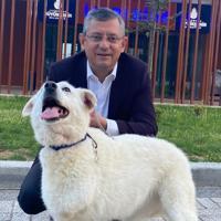 CHP leader slams AKP bill on stray animals - Türkiye News