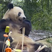 The winner in China's panda diplomacy: The pandas themselves