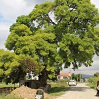 Monumental trees shed light on country’s natural heritage - Türkiye News