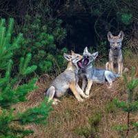 EU states back plan to downgrade wolf protection status - World News
