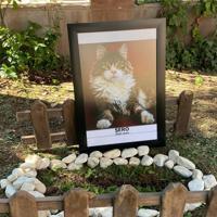 CHP mascot cat ‘Şero’ passes away - Türkiye News