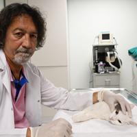 Stem cell therapy offers hope for cat - Türkiye News