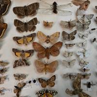 Istanbul’s age-old insect collection sheds light on changes to fauna