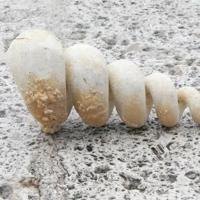 Limpet fossil reveals earthquake-prone areas of Istanbul - Türkiye News