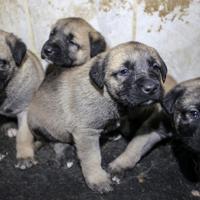 Bursa facility preserves genetic material of purebred Turkish dogs ...