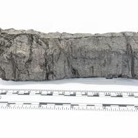 AI to decipher old scrolls charred by volcano