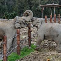 Türkiye's first-born elephant turns 14 - Türkiye News