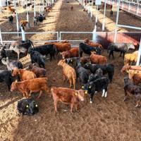 New policies aim at boosting local livestock production - Latest News