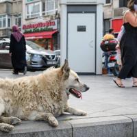 Municipalities to face bi-monthly inspections for handling of stray ...