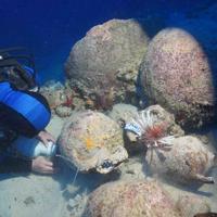 Sealed amphora discovered in shipwreck