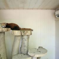 Red pandas moved to air-conditioned rooms