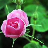 Frost hits rose harvest in Isparta, yield drops 30 pct - Latest News