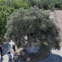 Ancient olive tree in Mersin continues to bear fruit - Türkiye News