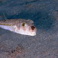 Mediterranean’s invasive pufferfish now part of marine ecosystem ...