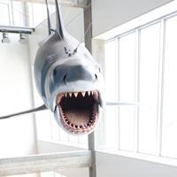 'Jaws' exhibit marks 50 years