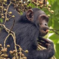 Chimps ingest alcohol daily: study