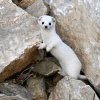 Endangered white weasel spotted in Van