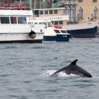 Venice captivated by acrobatic dolphin that refuses to leave