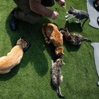 Turkish parliament turns cat-friendly sanctuary
