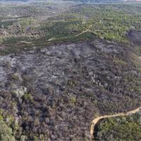 Türkiye steps up forest fire preparedness as risk season approaches ...