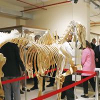 Zoology Museum reopens to visitors