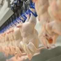 Major Turkish chicken producers hit by trustee appointments, high-level ...
