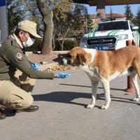 Türkiye plans to remove stray dogs from streets by year-end - Türkiye News