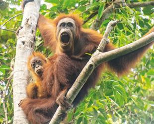 Climate change-fuelled storm decimated world's rarest great ape: Study