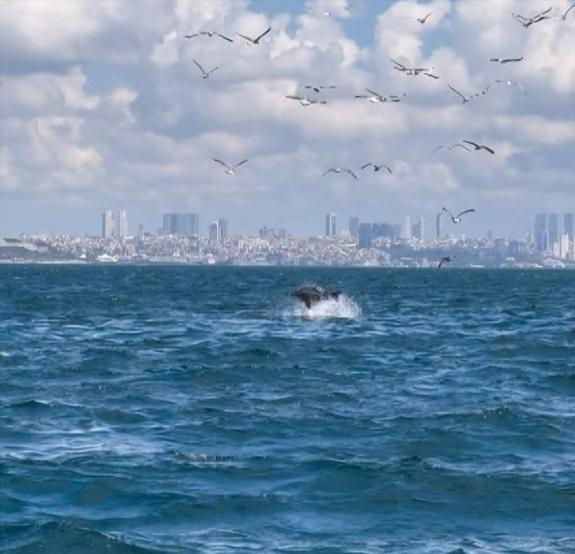 Marmara Denizi'nde şoke eden görüntü: Yetişkin yunus, yavru yunusu vura ...
