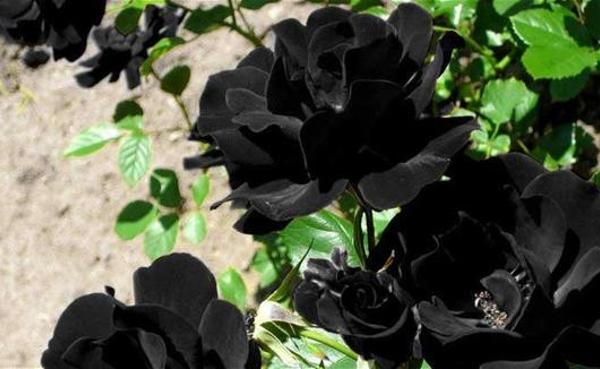Greenhouse At Black Roses The Curious Meaning Of Black Roses – A To