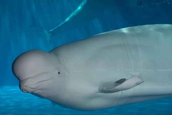 Beluga Whales Released In Iceland