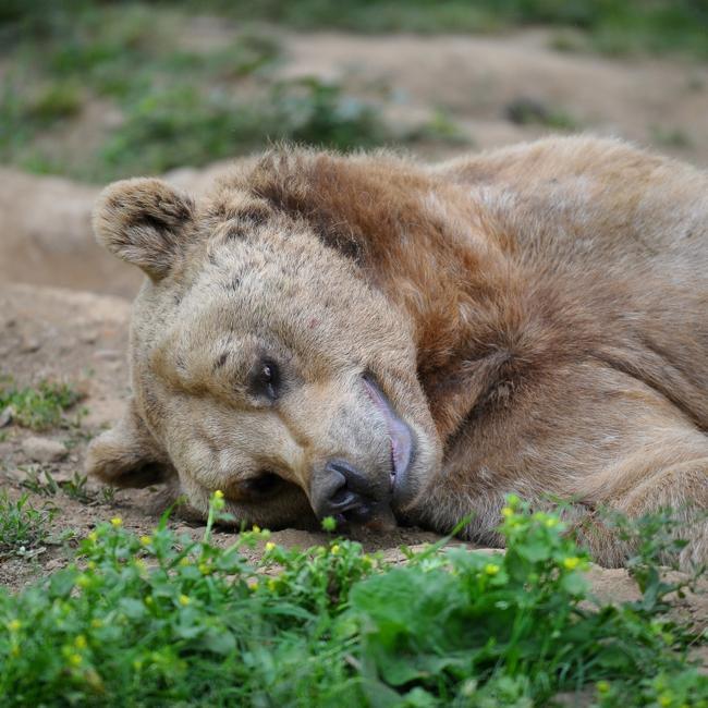 Bears enjoy sunny weather in Bursa shelter