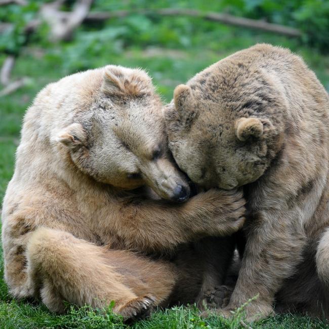 Bears enjoy sunny weather in Bursa shelter