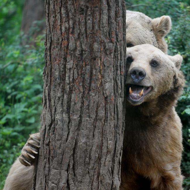 Bears enjoy sunny weather in Bursa shelter