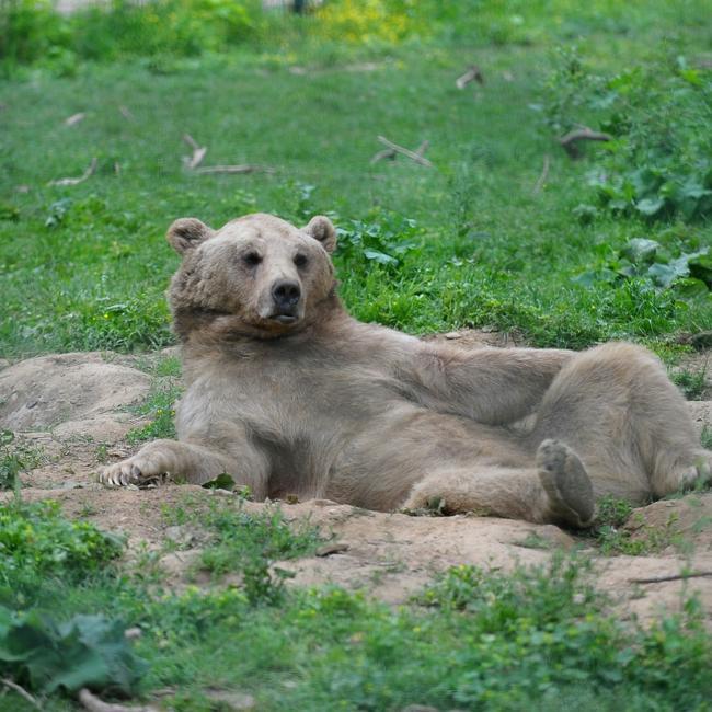 Bears enjoy sunny weather in Bursa shelter