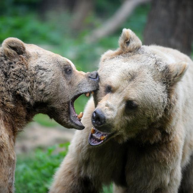 Bears enjoy sunny weather in Bursa shelter