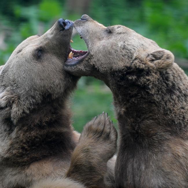 Bears enjoy sunny weather in Bursa shelter