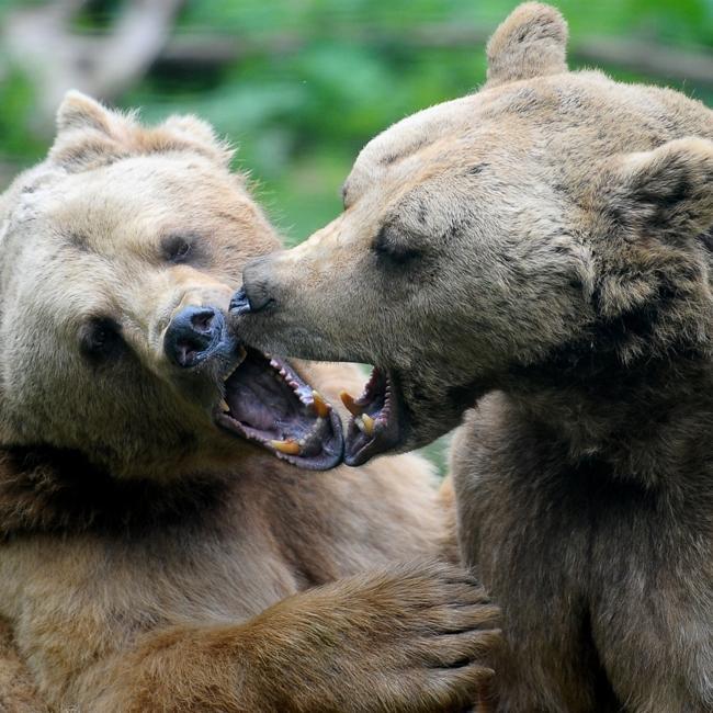 Bears enjoy sunny weather in Bursa shelter