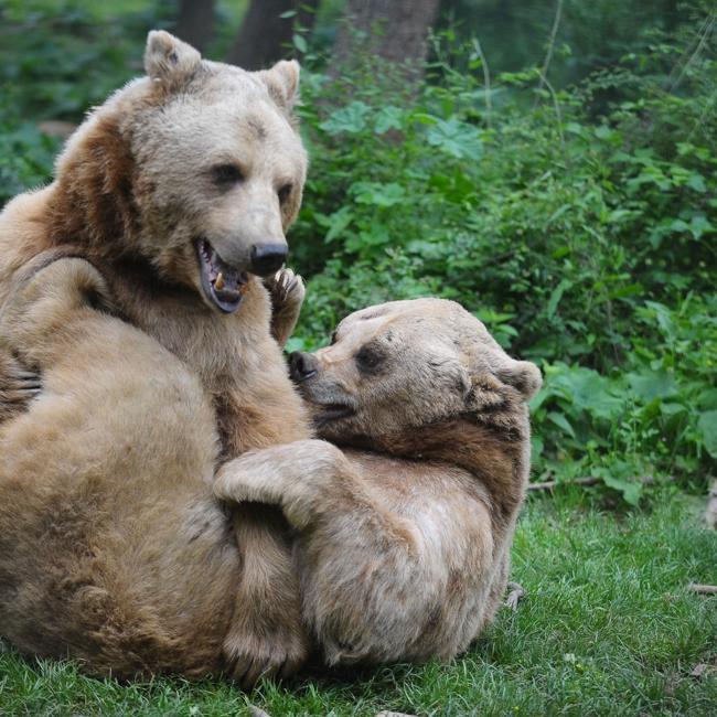 Bears enjoy sunny weather in Bursa shelter