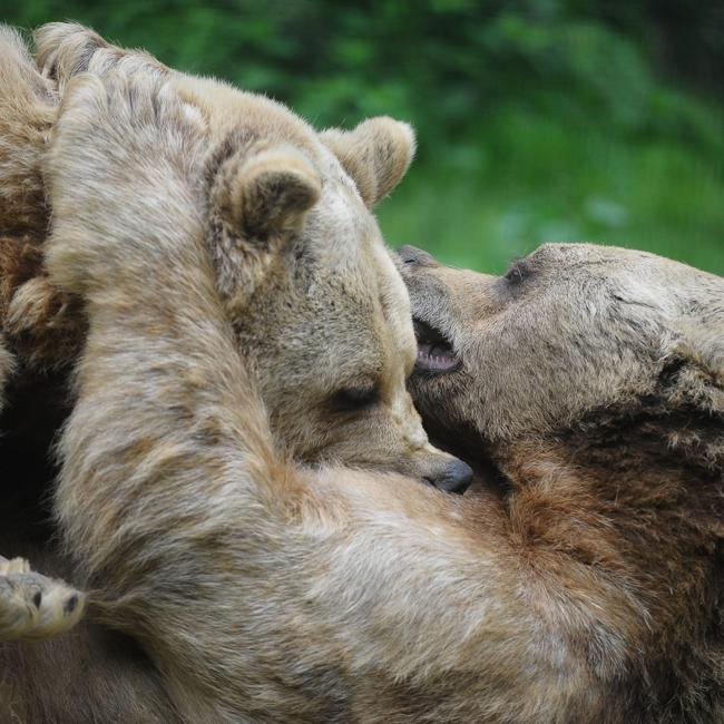 Bears enjoy sunny weather in Bursa shelter