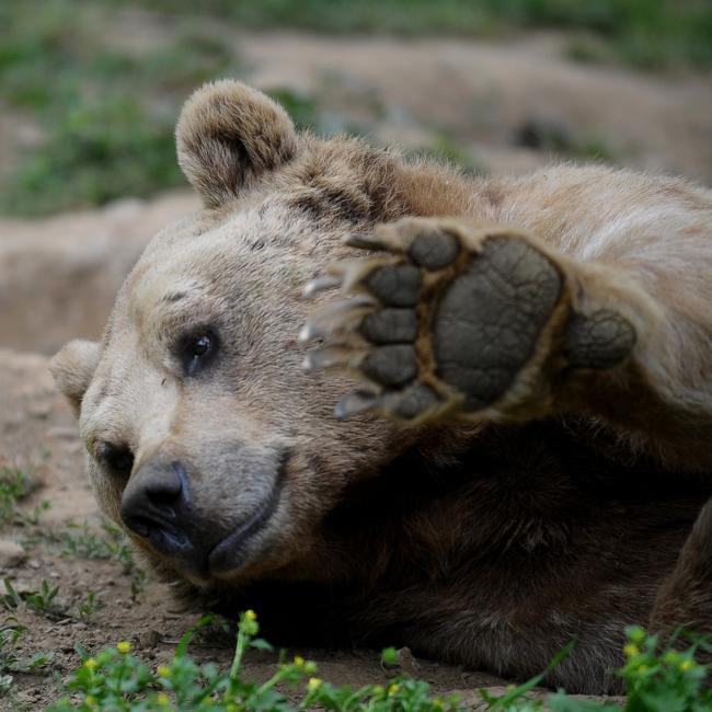 Bears enjoy sunny weather in Bursa shelter