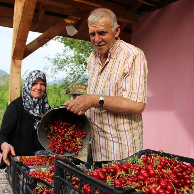 Farmers begin picking cherries in Turkey’s Amasya amid arrival of spring