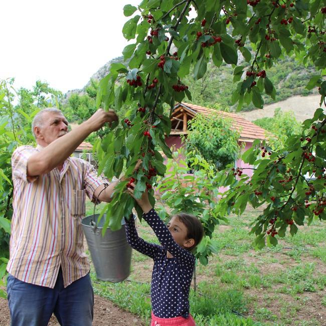 Farmers begin picking cherries in Turkey’s Amasya amid arrival of spring