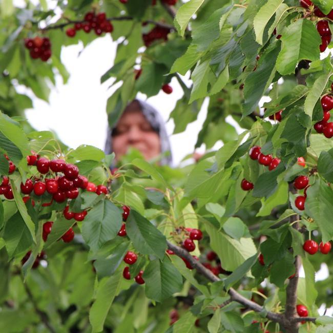 Farmers begin picking cherries in Turkey’s Amasya amid arrival of spring