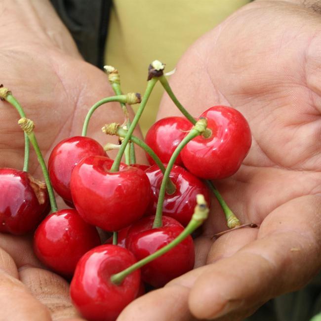 Farmers begin picking cherries in Turkey’s Amasya amid arrival of spring