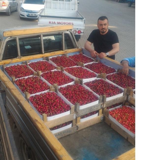 Farmers begin picking cherries in Turkey’s Amasya amid arrival of spring