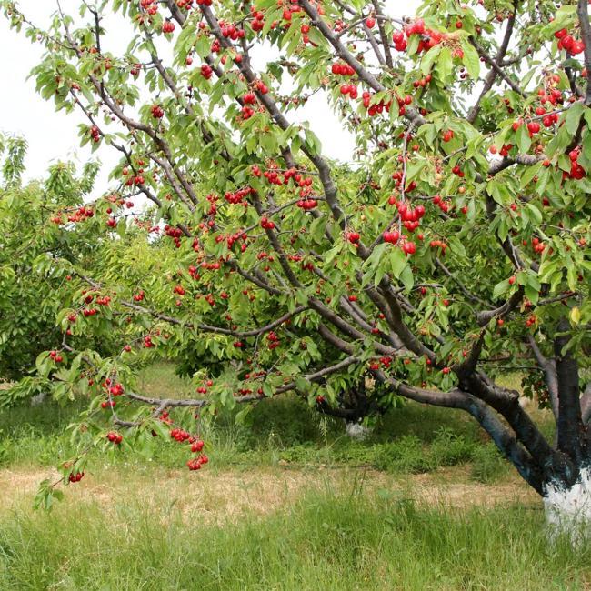 Farmers begin picking cherries in Turkey’s Amasya amid arrival of spring