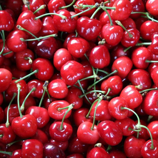 Farmers begin picking cherries in Turkey’s Amasya amid arrival of spring