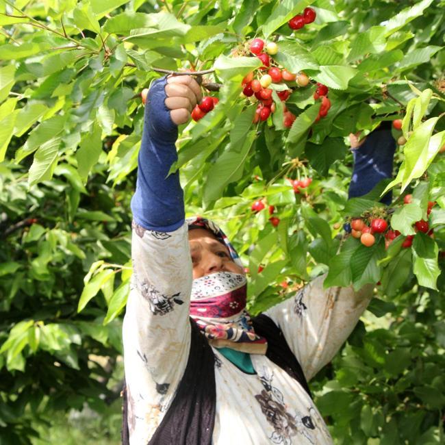 Farmers begin picking cherries in Turkey’s Amasya amid arrival of spring